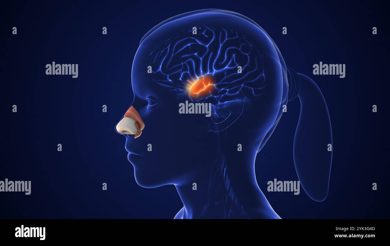 Olfactory sensory nerve pathway for smell detection Stock Photo - Alamy