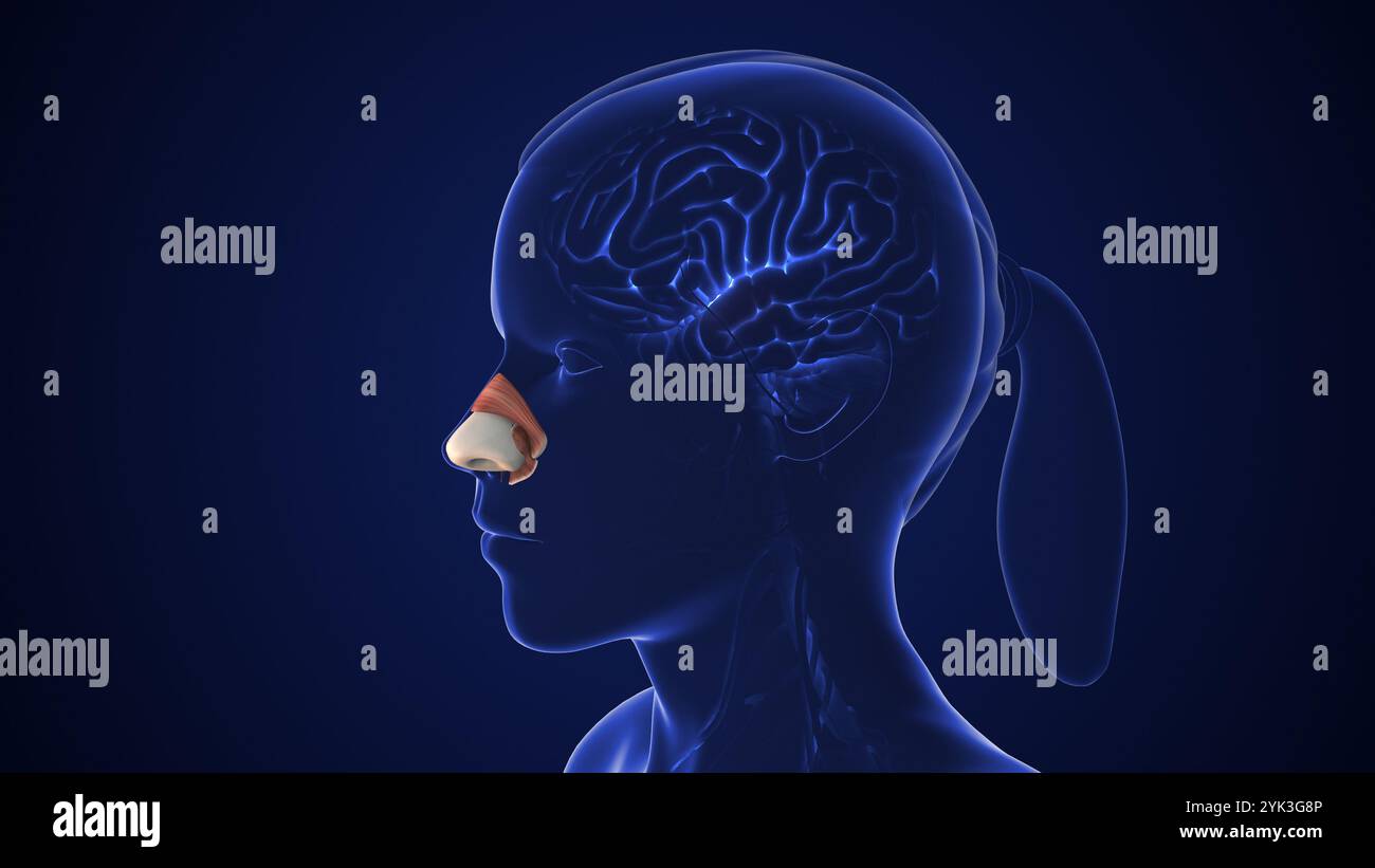 Olfactory sensory nerve pathway for smell detection Stock Photo - Alamy