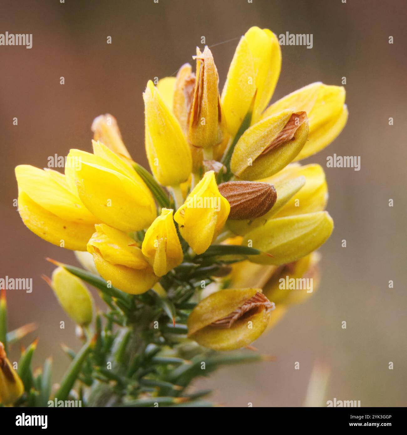 Gorse with scientific name (Ulex europaeus). Also known as Carqueija ...