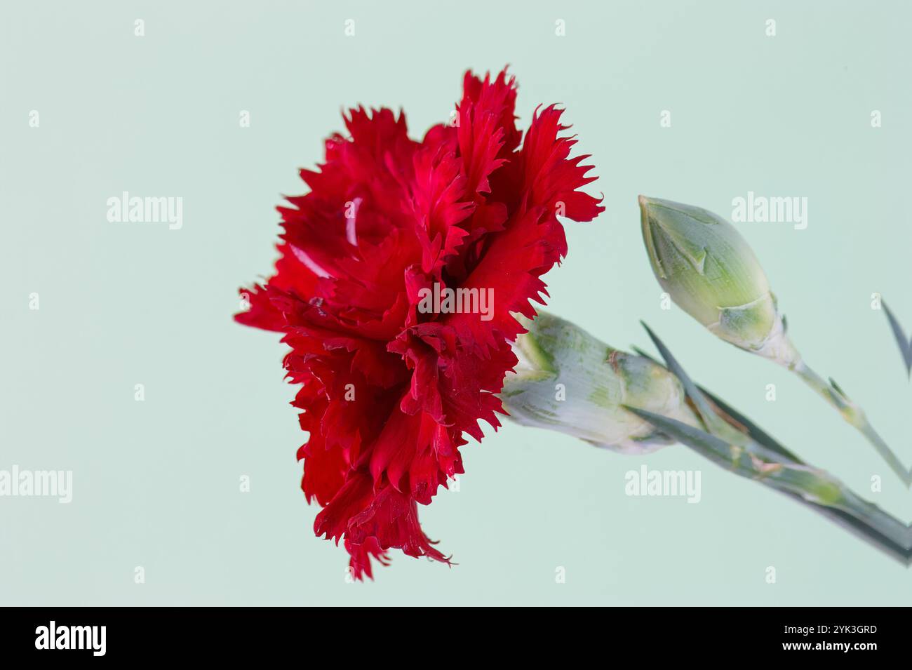 Carnations, also called Dianthus, are outdoor plants belonging to the ...