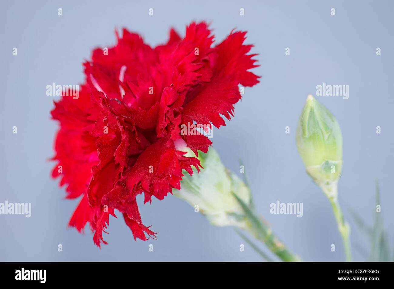 Carnations, also called Dianthus, are outdoor plants belonging to the ...