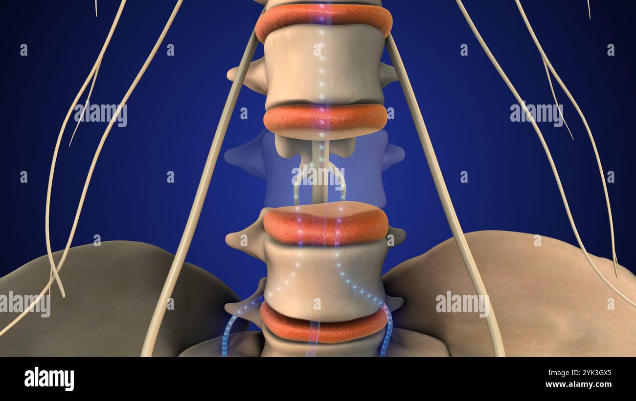 Peripheral Nervous System Conveying Signals from Nerves Stock Photo - Alamy