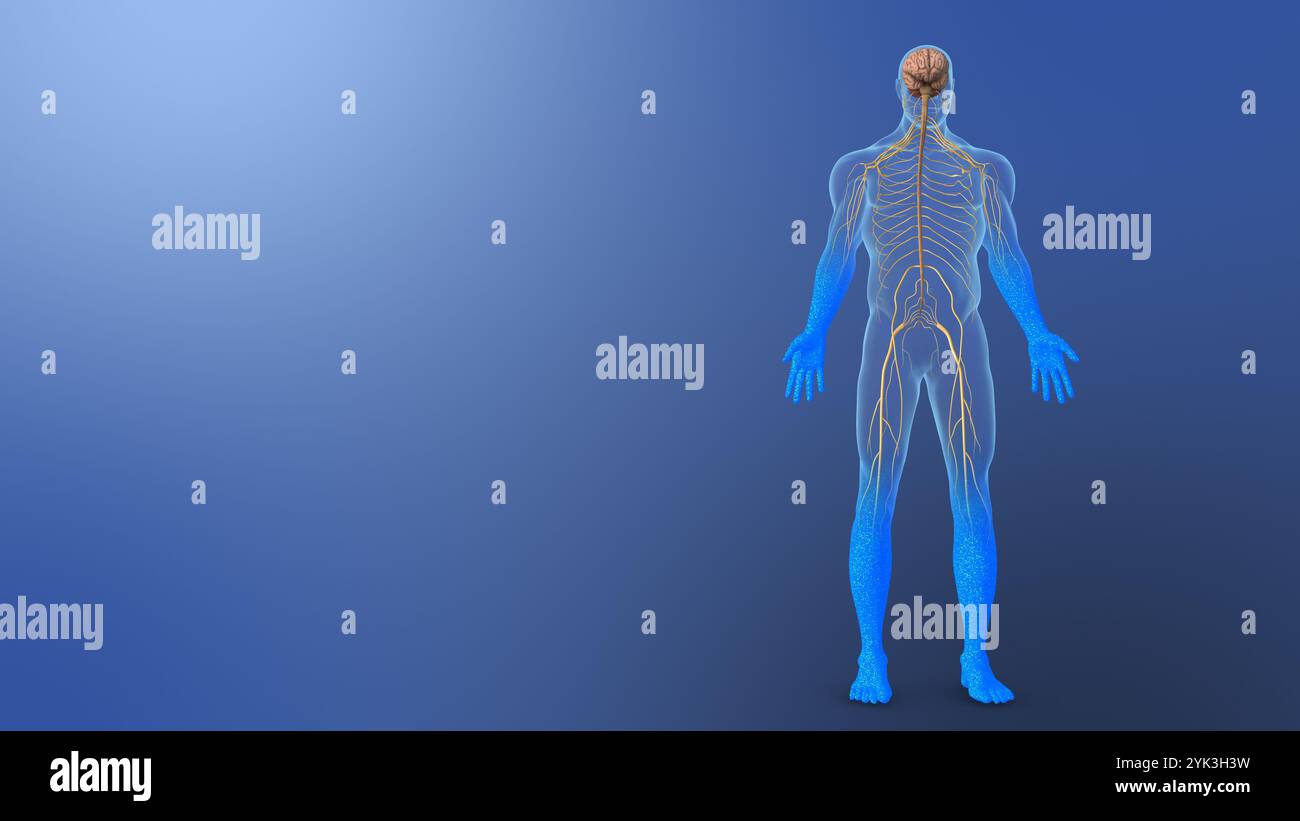 Peripheral Neuropathy with Sensory Nerve Damage and Tingling Stock ...