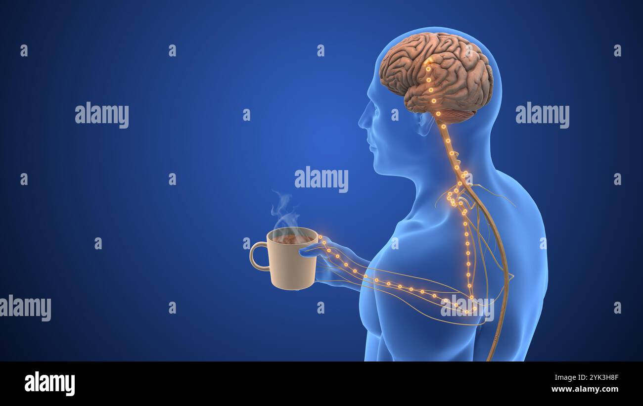 Peripheral sensory network for tactile perception Stock Photo - Alamy