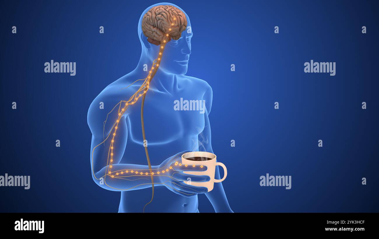 Peripheral sensory network for tactile perception Stock Photo - Alamy