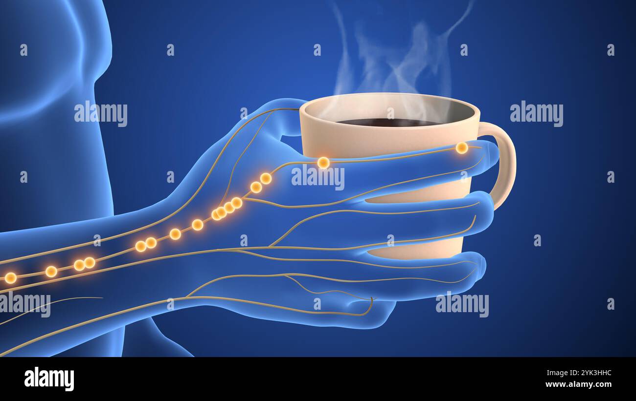 Human peripheral nervous system hi-res stock photography and images - Alamy