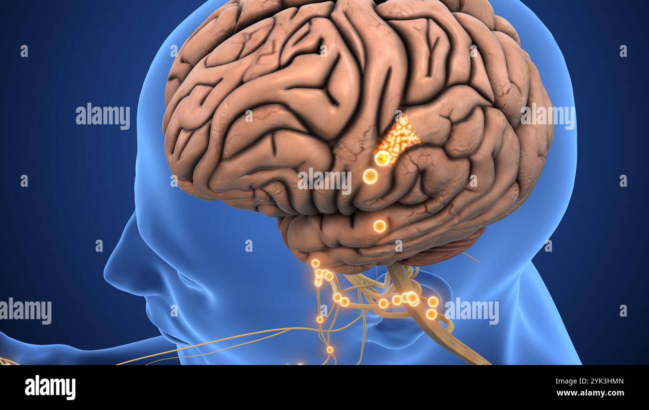 Peripheral sensory network for tactile perception Stock Photo - Alamy