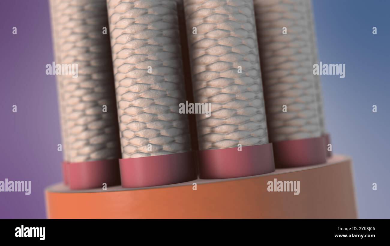 Peripheral nerve anatomy hi-res stock photography and images - Alamy