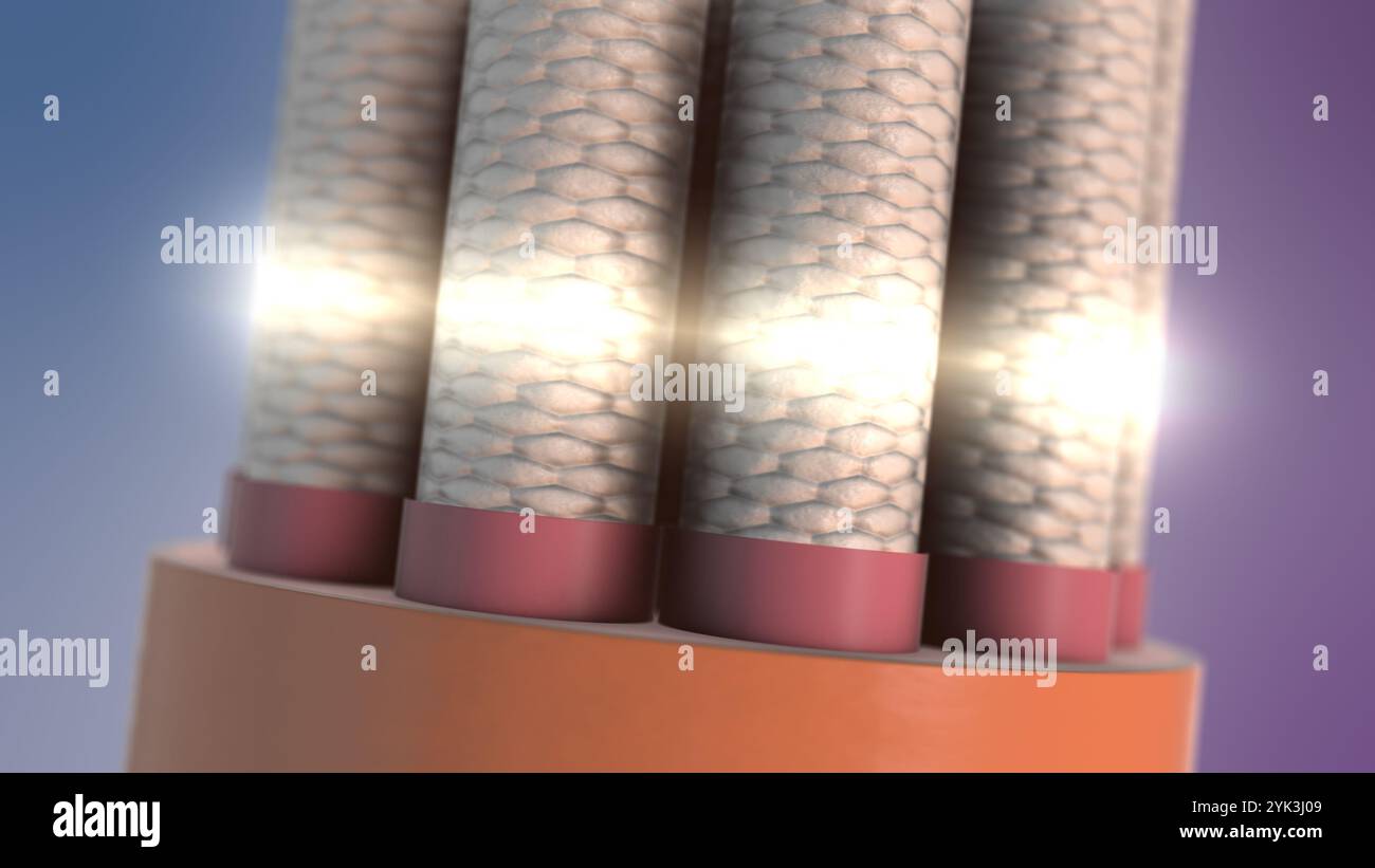 Signal carrying nerve fibers between central and peripheral systems ...