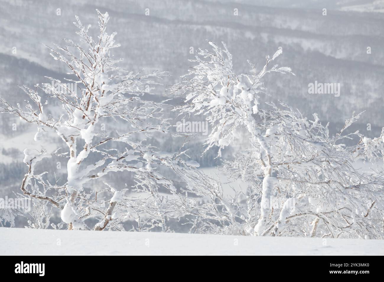 Trees covered with rime ice hi-res stock photography and images - Alamy