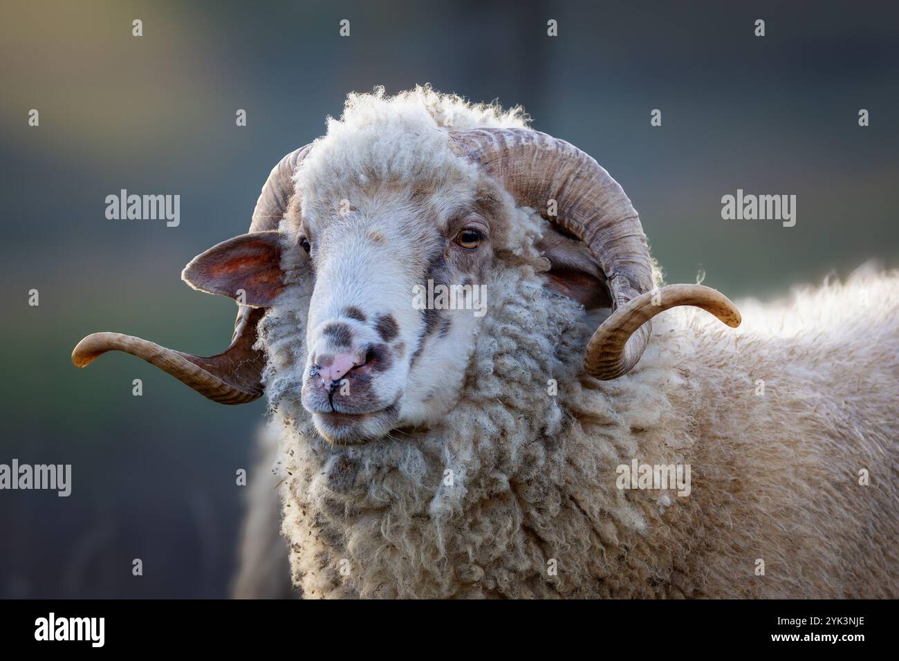 Portrait of a proud white ram with majestic curled horns, set against a ...