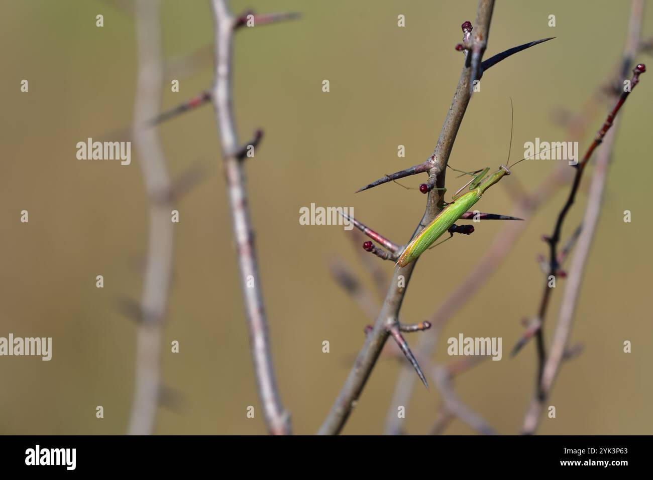Praying mantis praying for america hi-res stock photography and images ...