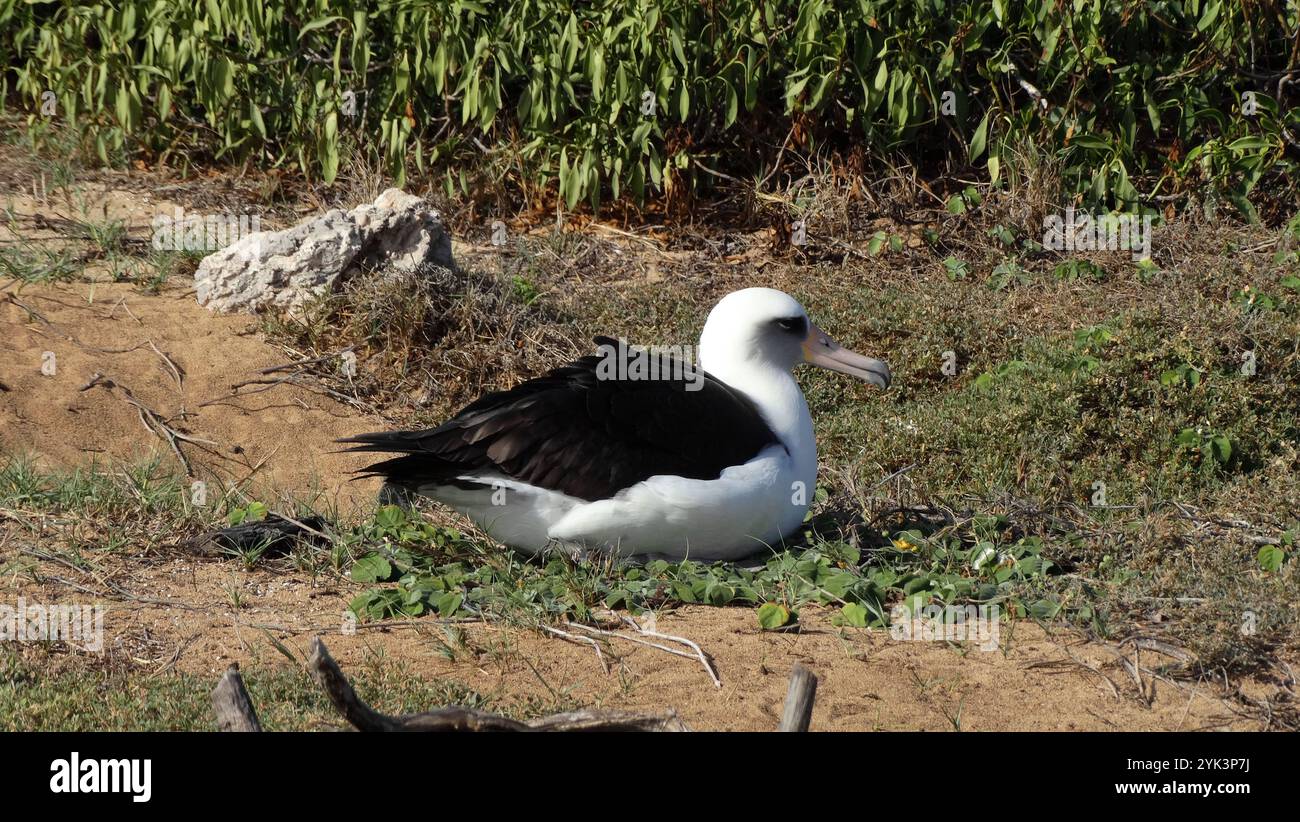 Albatros bird one hi-res stock photography and images - Alamy
