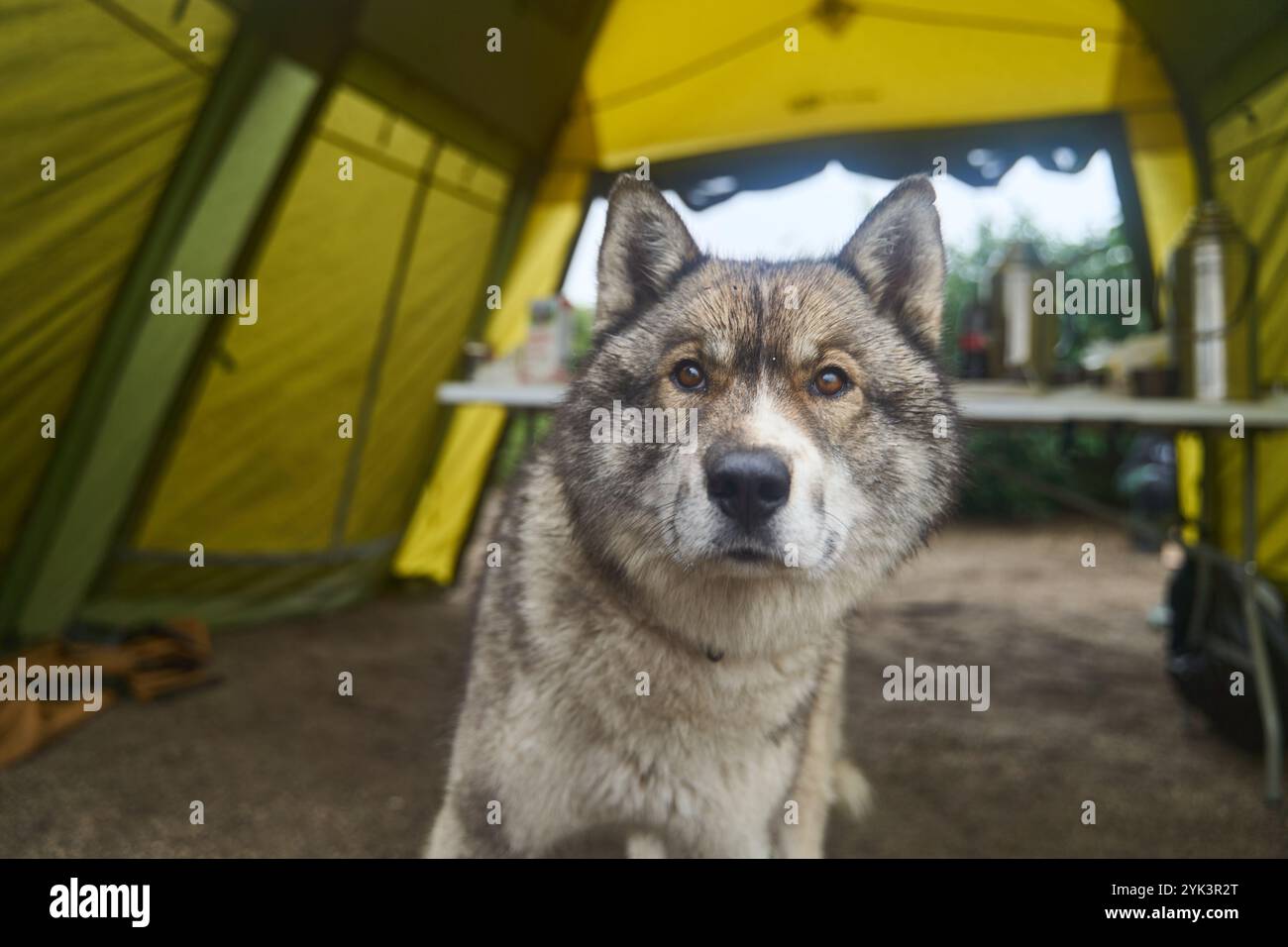 A CloseUp of a Very Curious Wolf Found Inside a Tent During an Outdoor ...