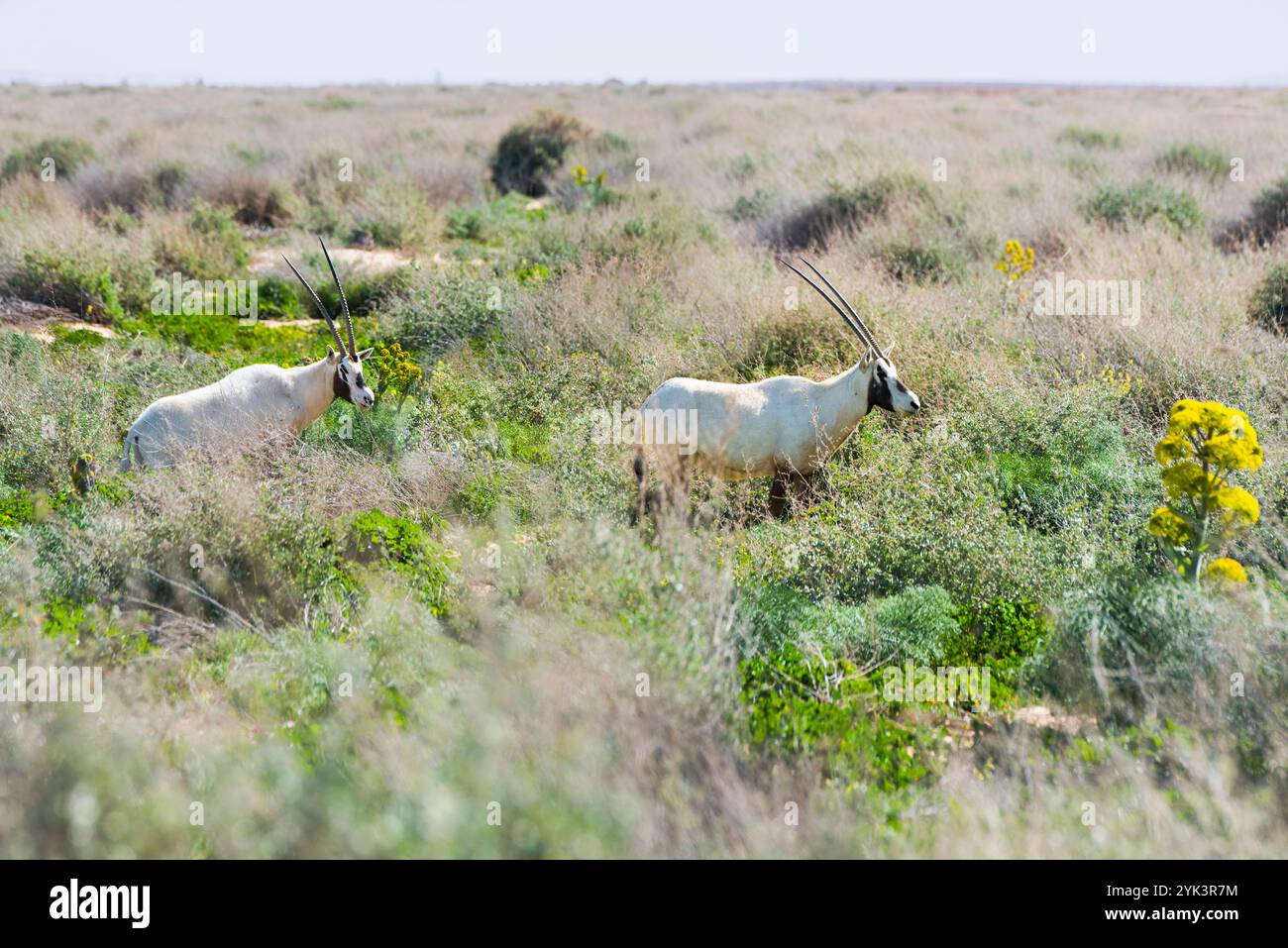 Arabian oryx (Oryx leucoryx) reintroduced in the Shaumeri Wildlife ...