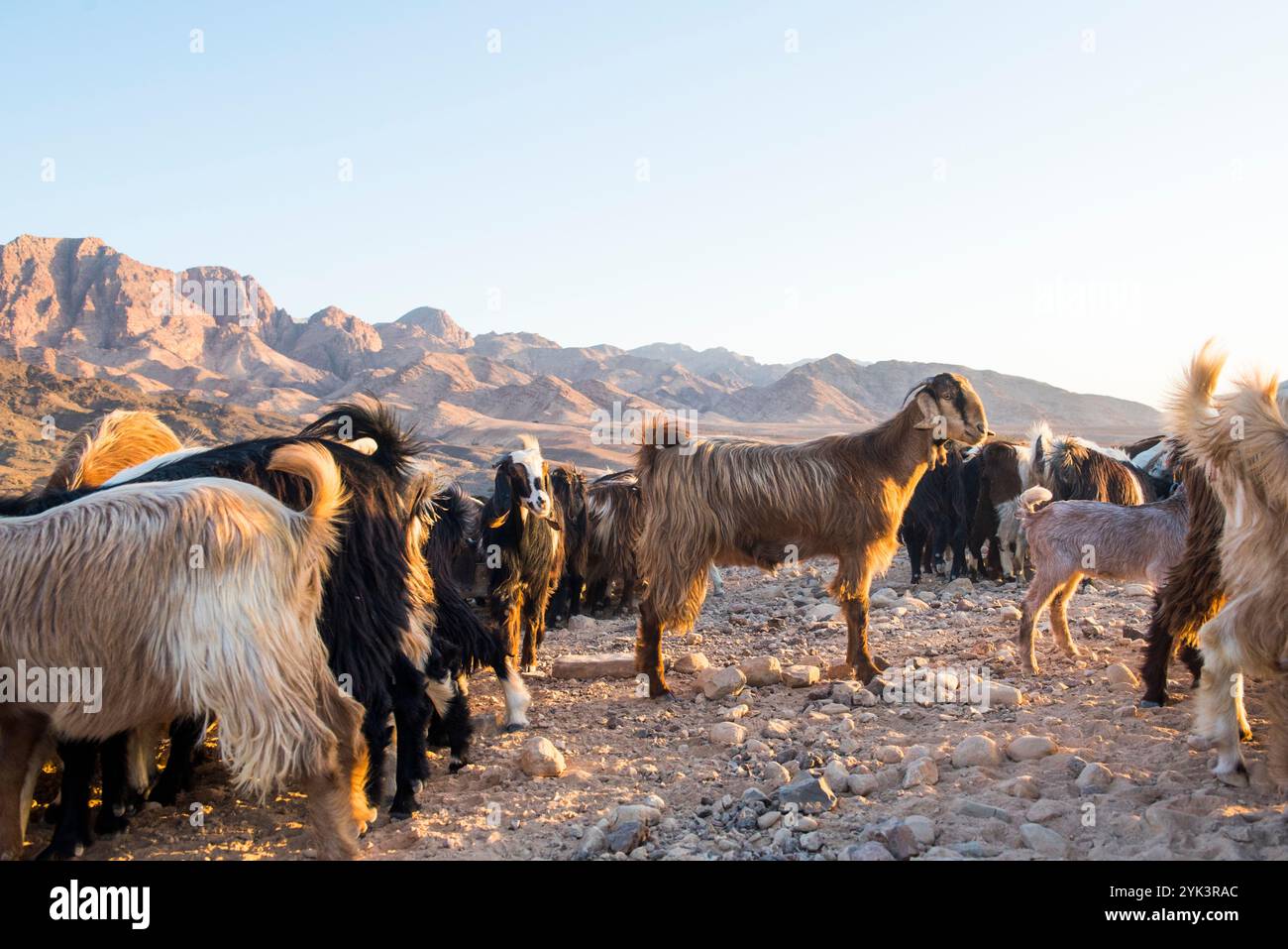Bedouin herds jordan hi-res stock photography and images - Alamy