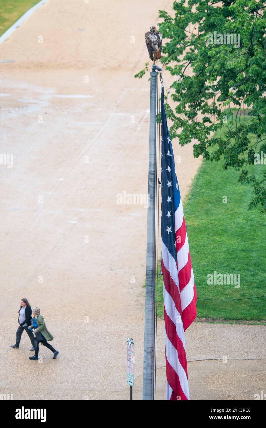 Flag of the United States. The national flag of the United States ...
