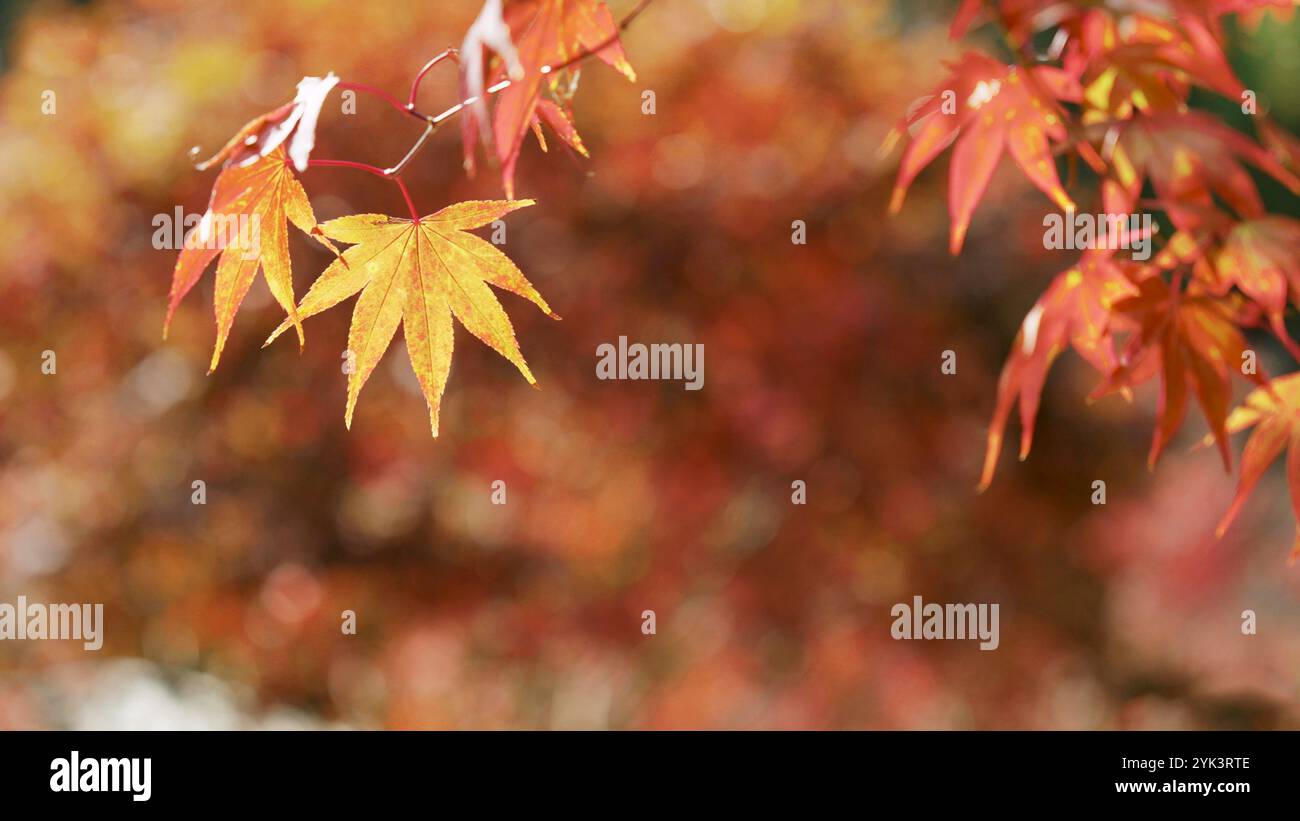Taiwan red maple hi-res stock photography and images - Alamy