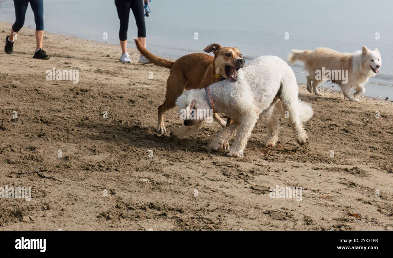Dogs playing on the sandy beach, legs of women walking behind the dogs ...
