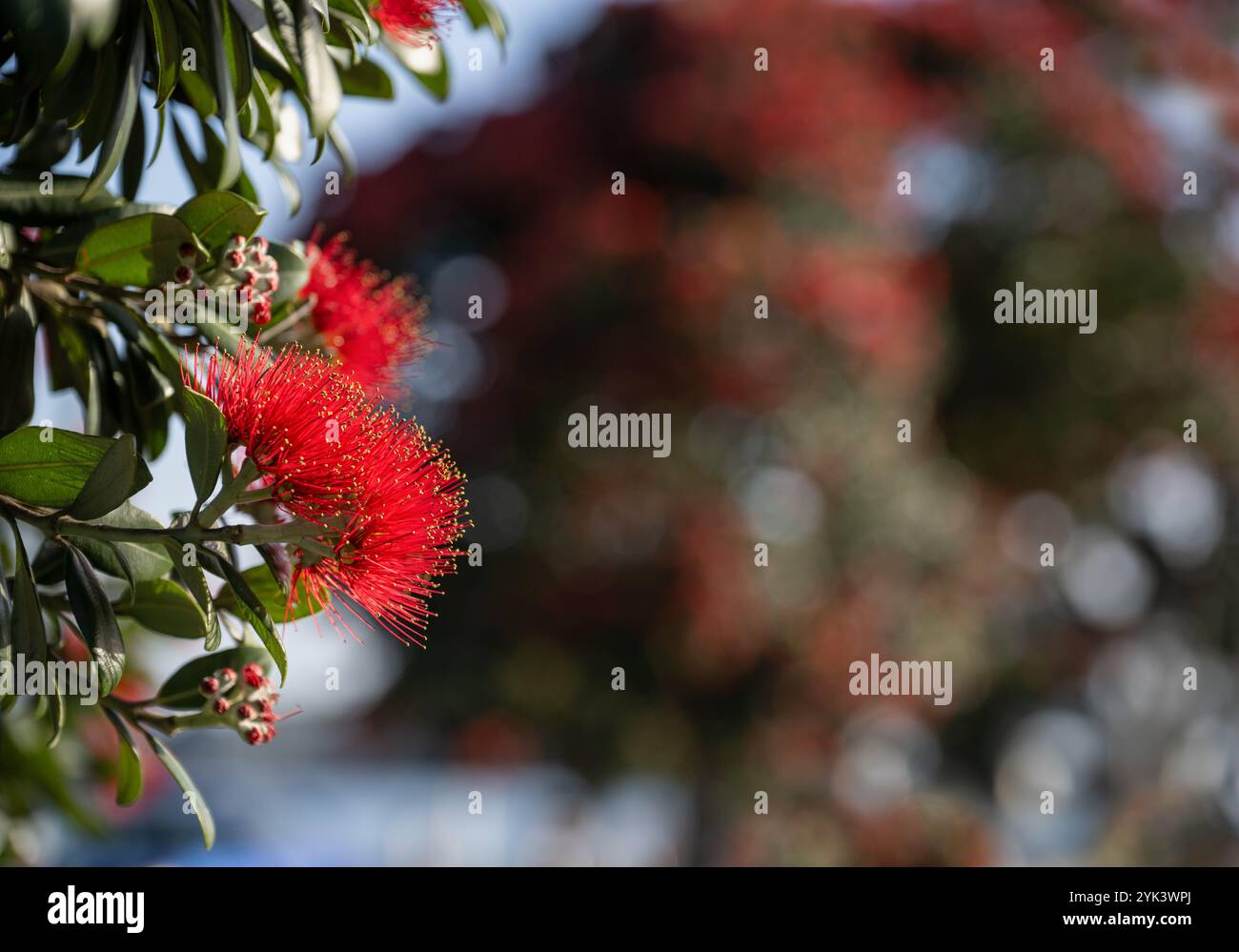 Pohutukawa trees in full bloom. New Zealand Christmas tree Stock Photo ...