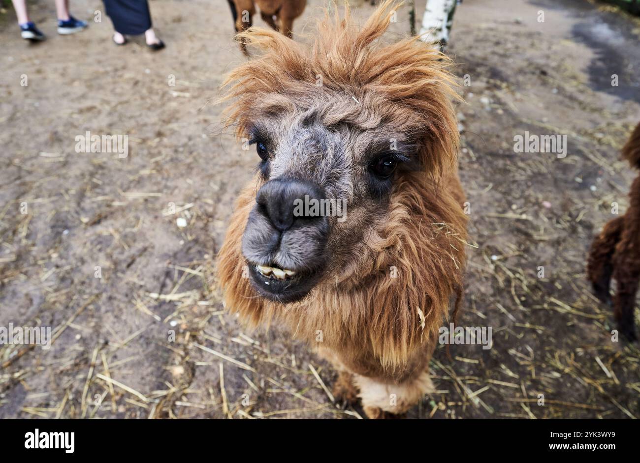 Close up shot alpacas hi-res stock photography and images - Alamy