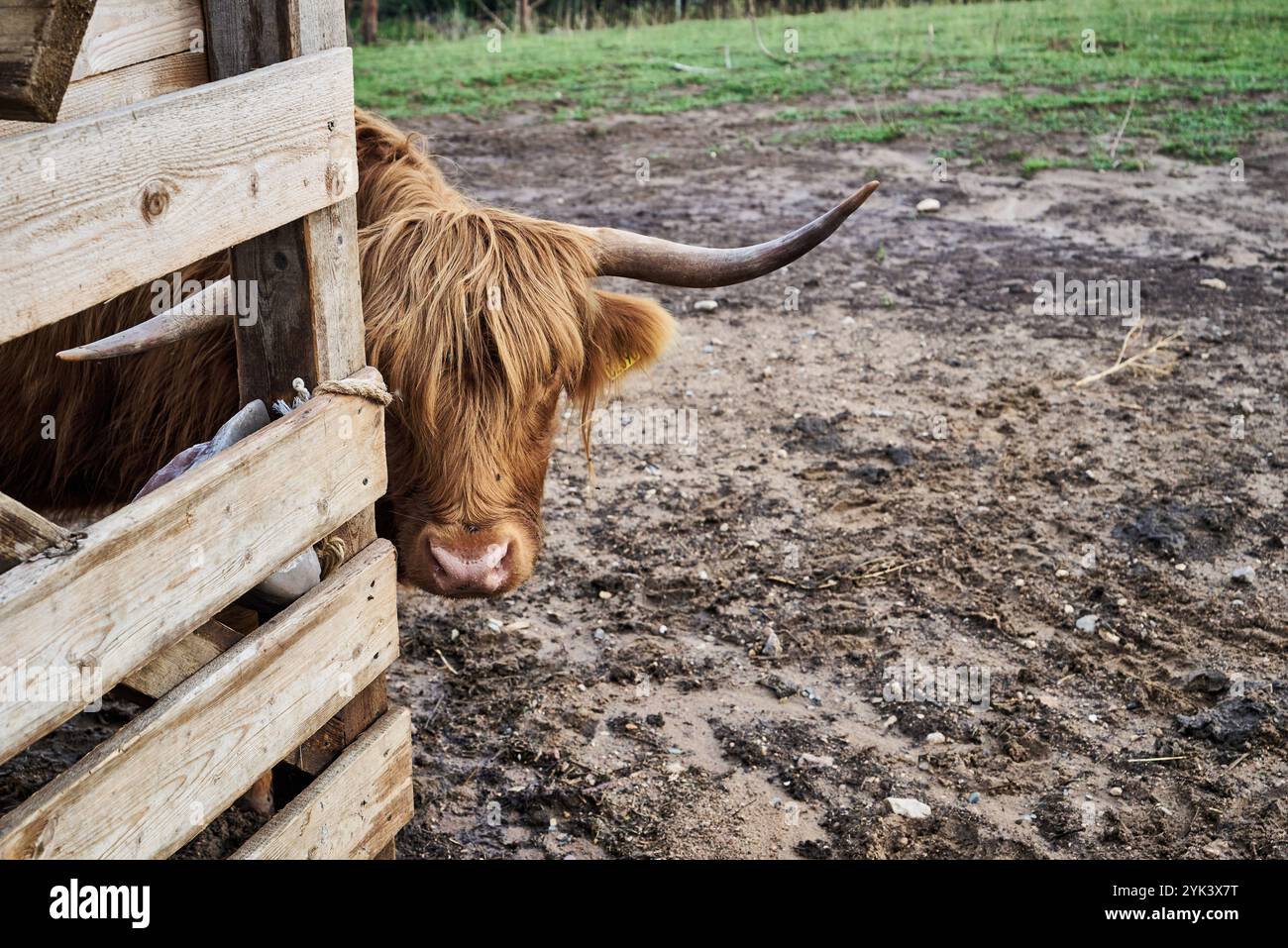 The muzzle of a Scottish cow. Big brown hairy cow Stock Photo - Alamy