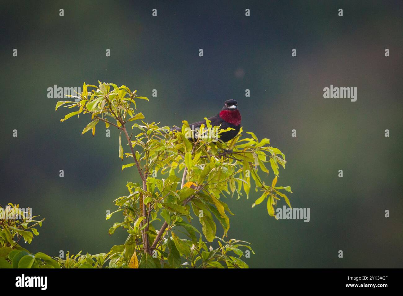 Purple-throated Fruitcrow, Querula purpurata, in the rainforest of ...