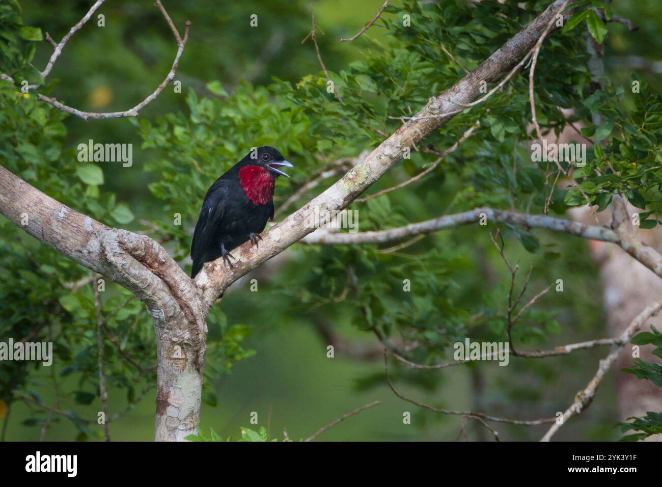 Purple-throated Fruitcrow, Querula purpurata, in the rainforest of ...