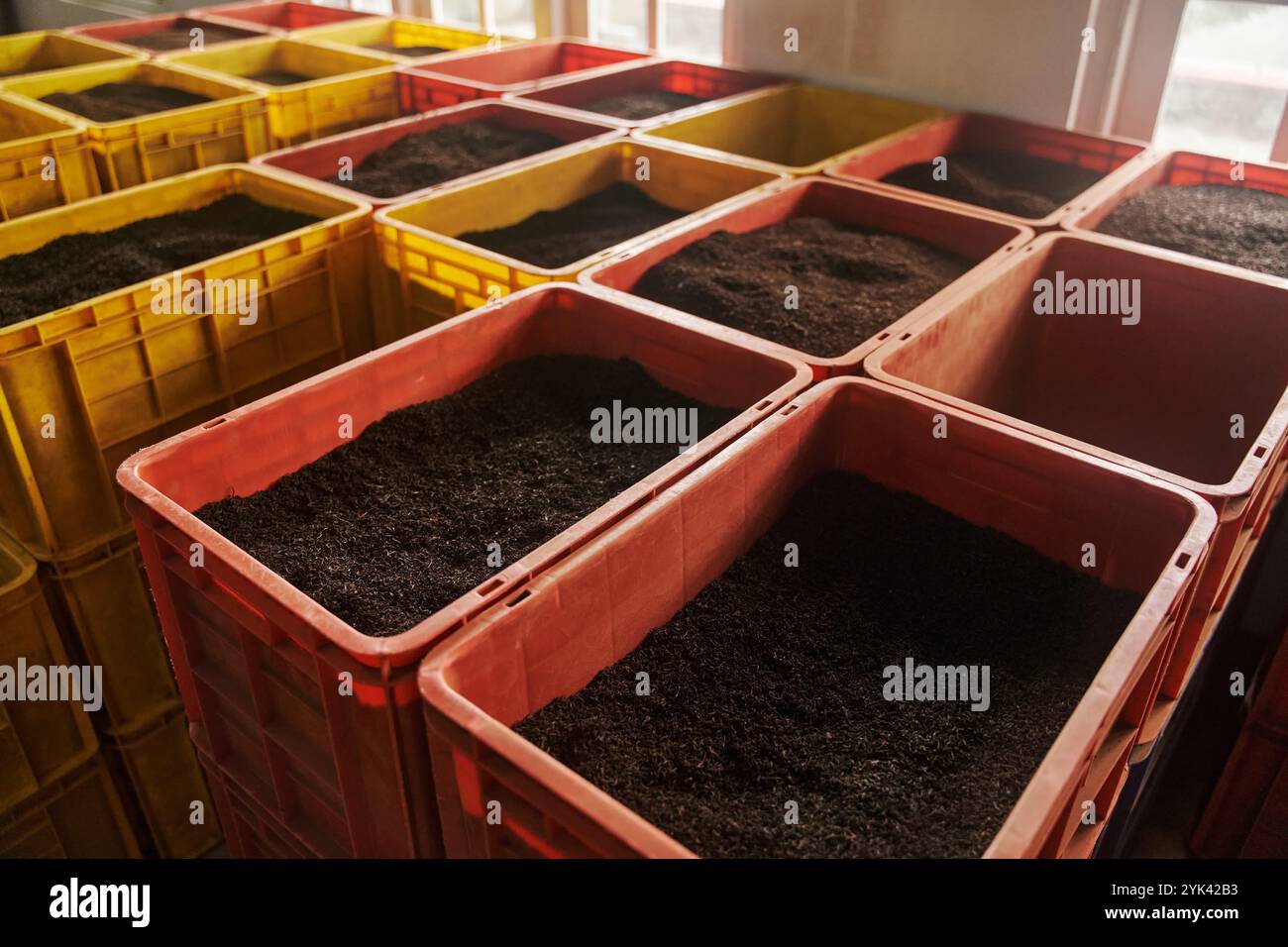 Ceylon tea in plastic boxes at tea factory in Kandy, Sri Lanka Stock ...