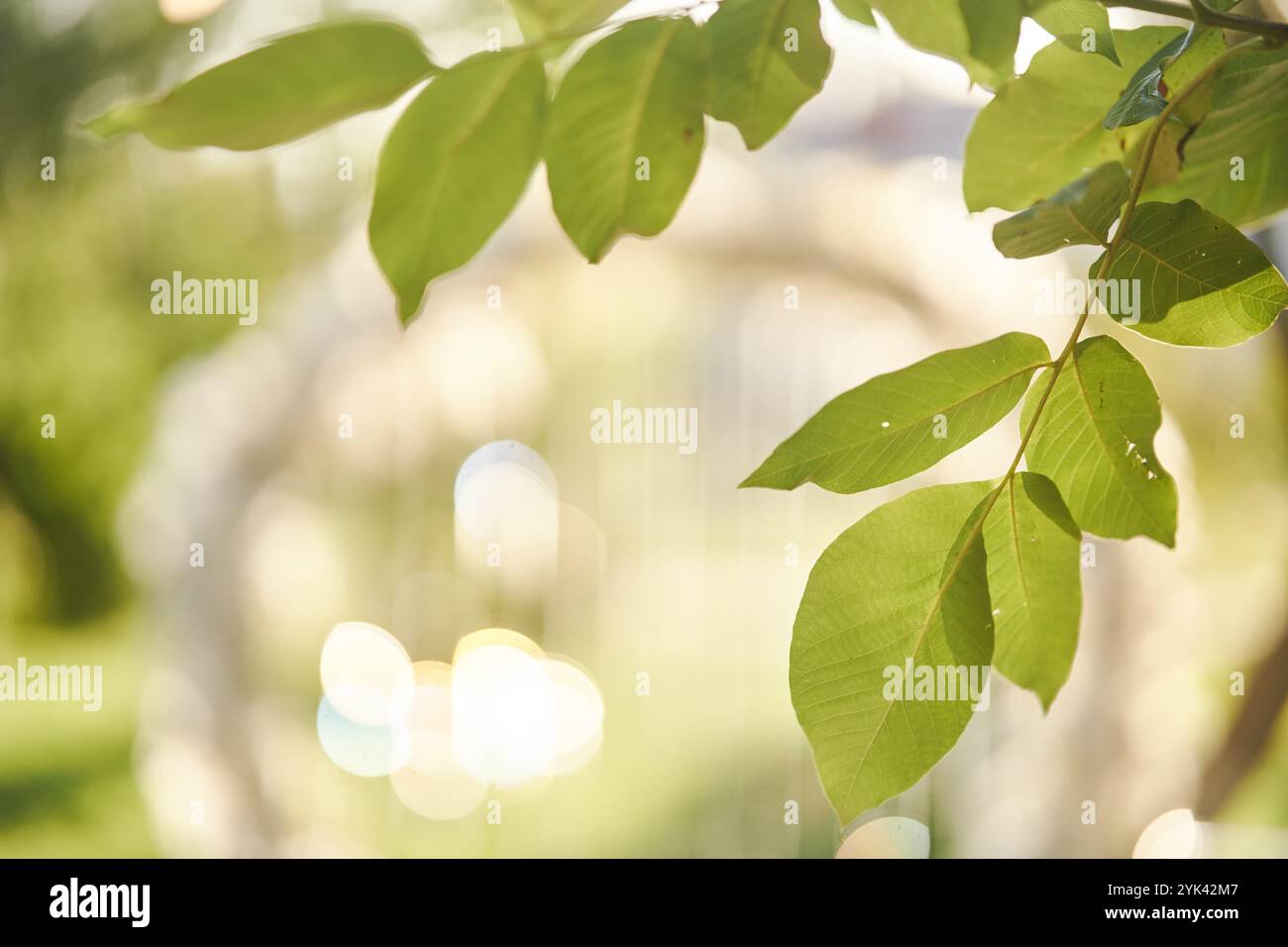 Green tree leaf close hi-res stock photography and images - Alamy