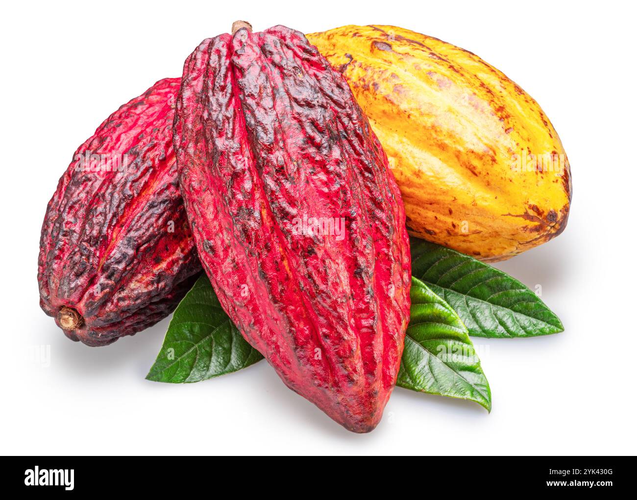 Cocoa fruits or cocoa pods over green leaves isolated on white ...