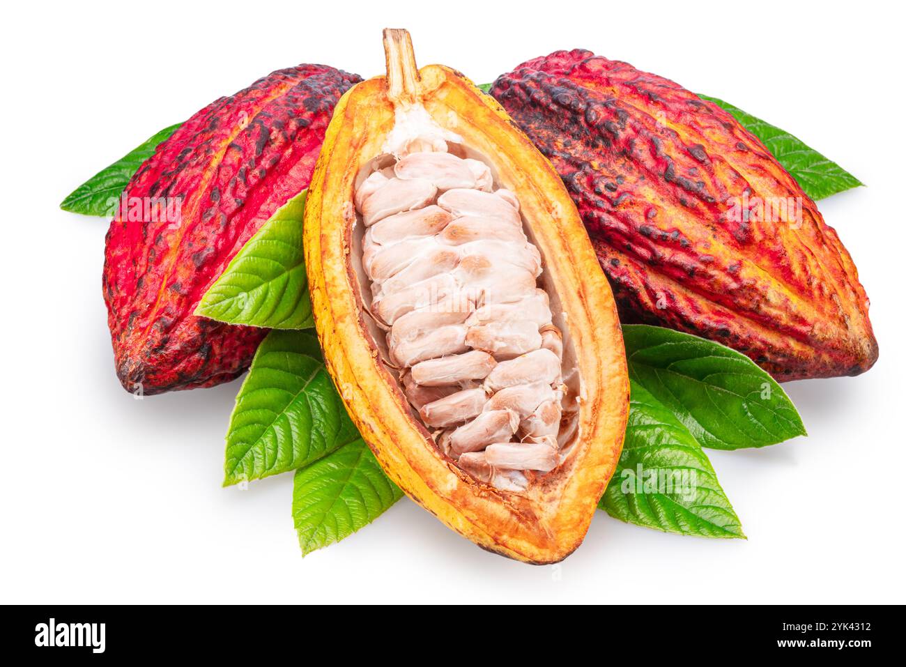 Red cocoa fruits or cocoa pods over green leaves isolated on white ...
