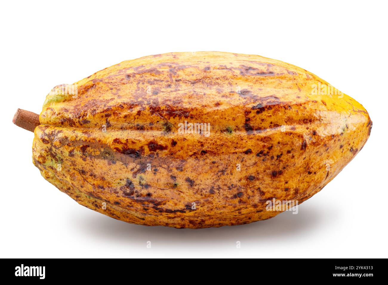 Fresh yellow cocoa fruit or cocoa pod isolated on white background ...