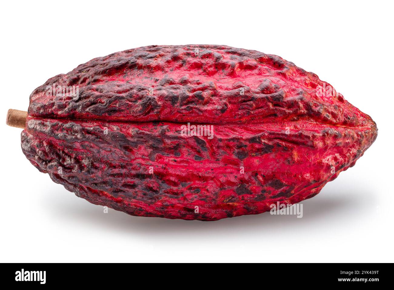 Fresh red cocoa fruit or cocoa pod isolated on white background ...