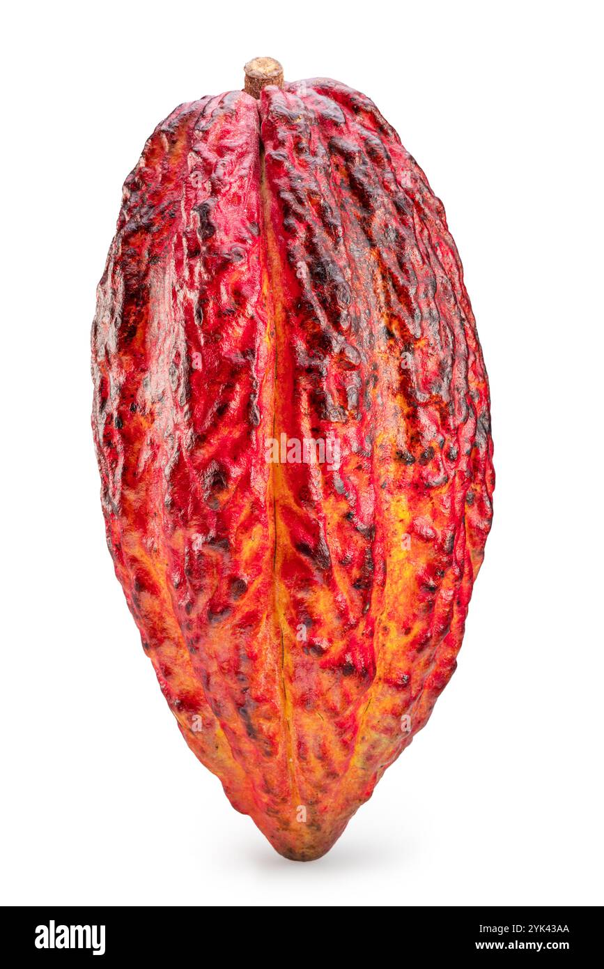 Cocoa fruit or cocoa pod isolated on white background. Clipping path ...