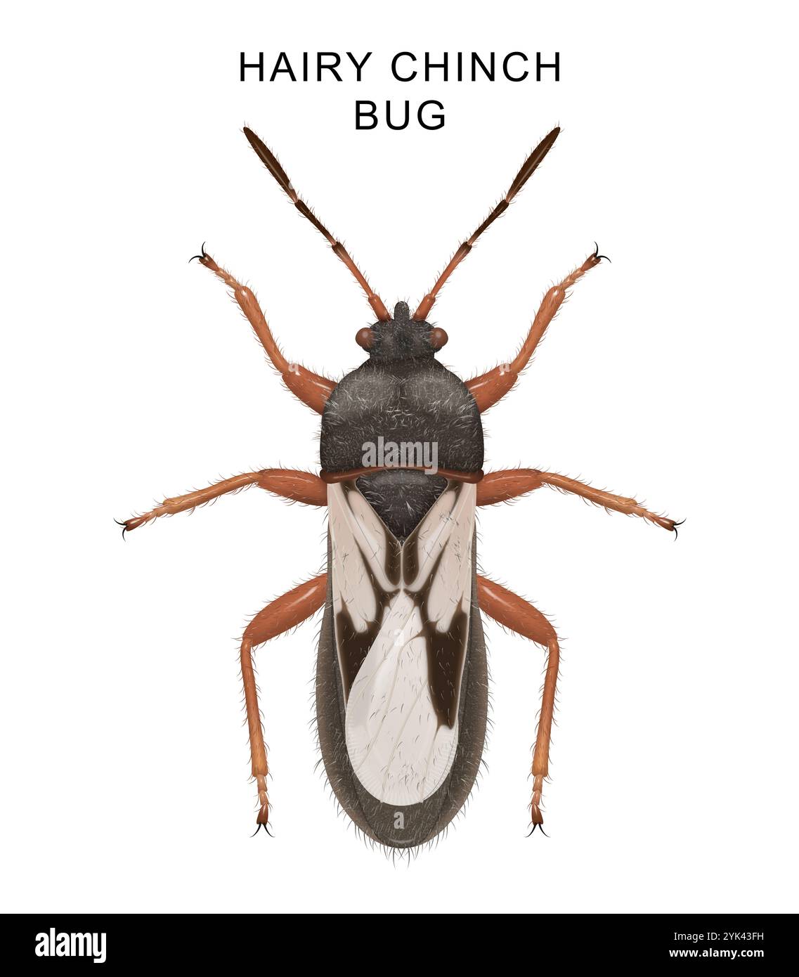 Illustration of a hairy Chinch bug Stock Photo - Alamy