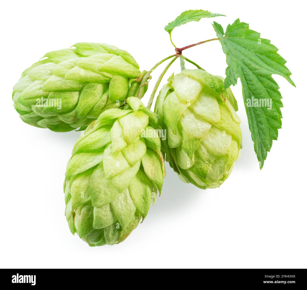Fresh green hops or hop cone flowers with leaves on white background ...