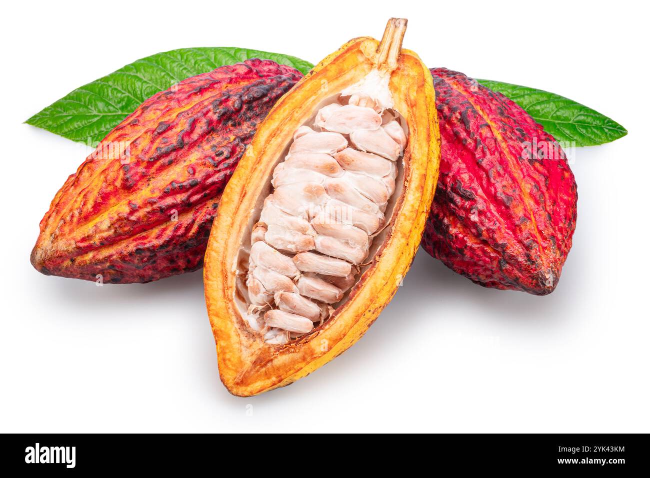 Red cocoa fruits or cocoa pods over green leaves isolated on white ...