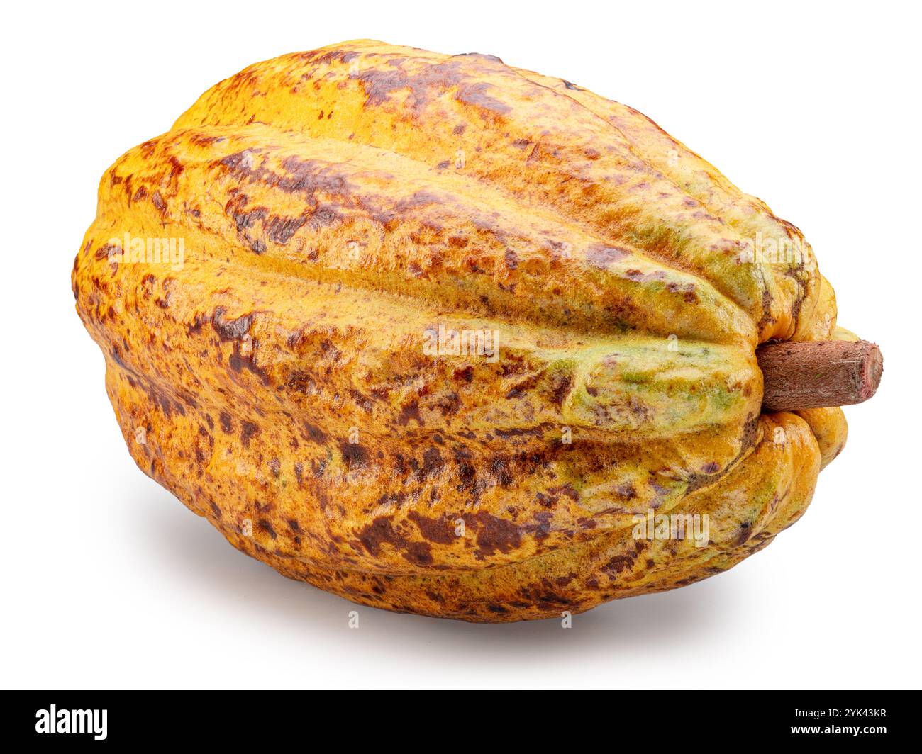 Fresh yellow cocoa fruit or cocoa pod isolated on white background ...