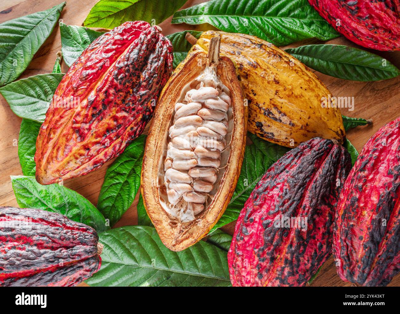 Young cocoa beans cacao hi-res stock photography and images - Alamy