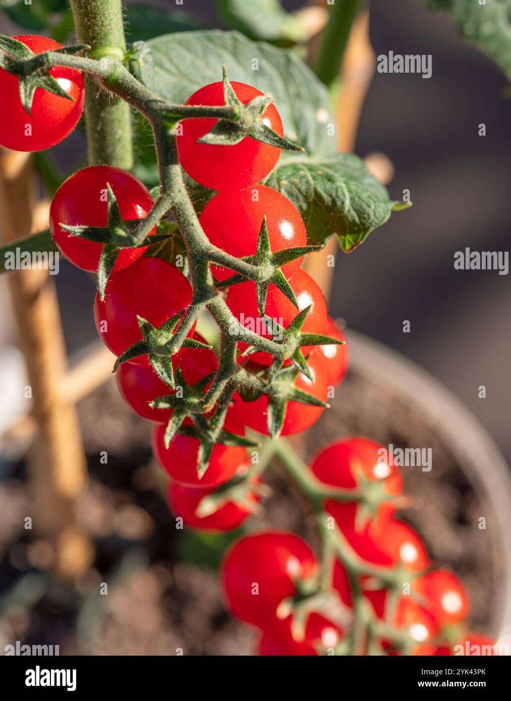 Cherry tomatoes cluster on tomato plant close up. Vertical shot Stock Photo - Alamy