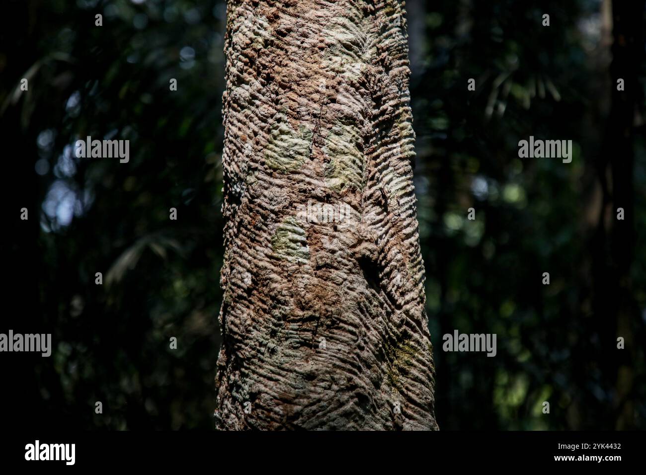 A rubber tree in the Amazon rainforest has been tapped by hand by the ...