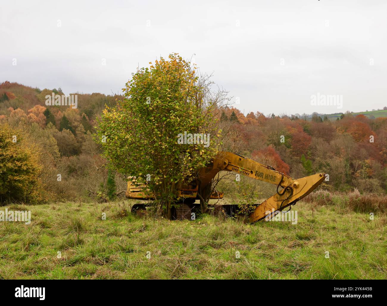 Unusual tree growth and digger Cotswolds 2024 Stock Photo - Alamy