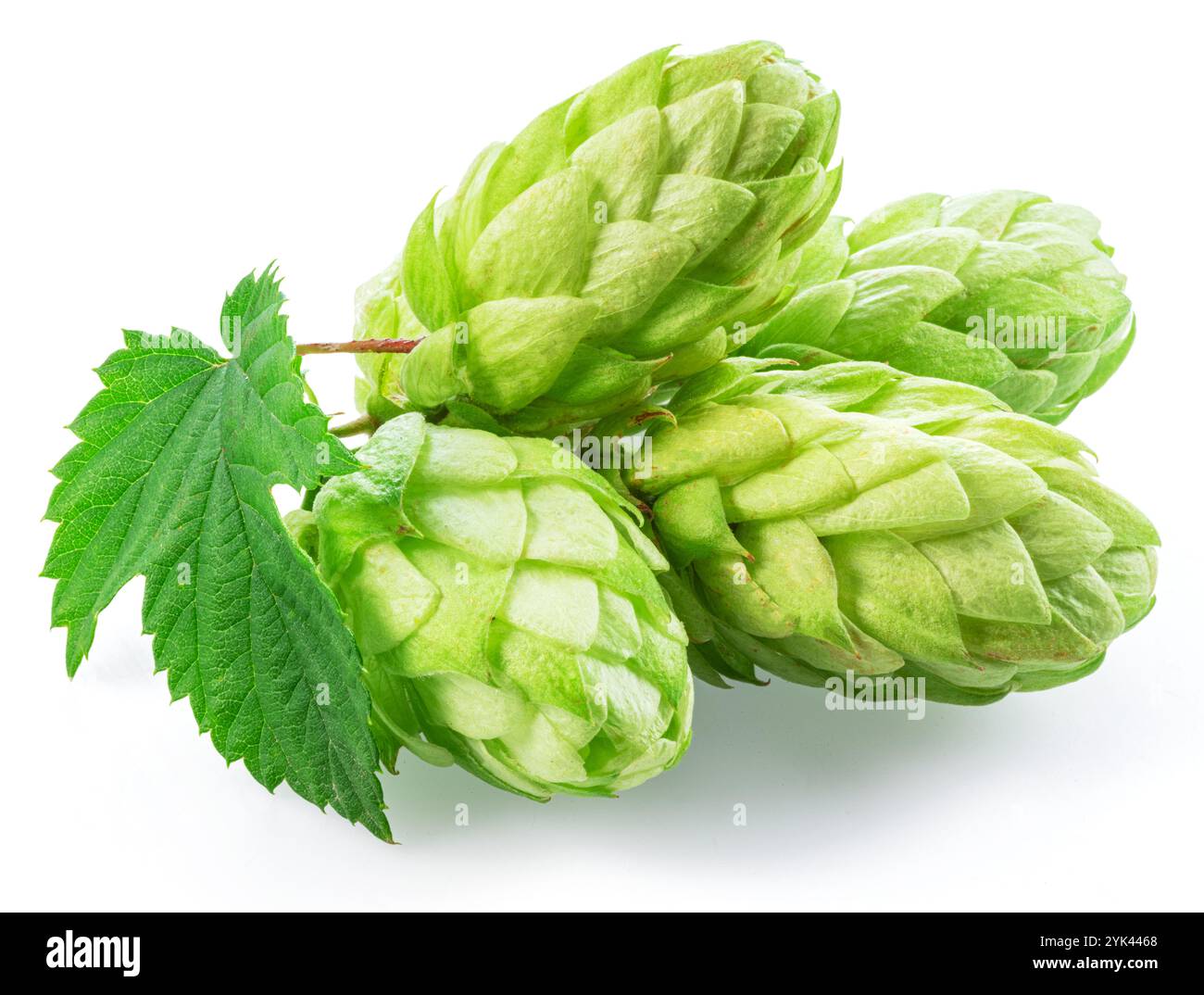Fresh green hops or hop cone flowers with leaves on white background ...