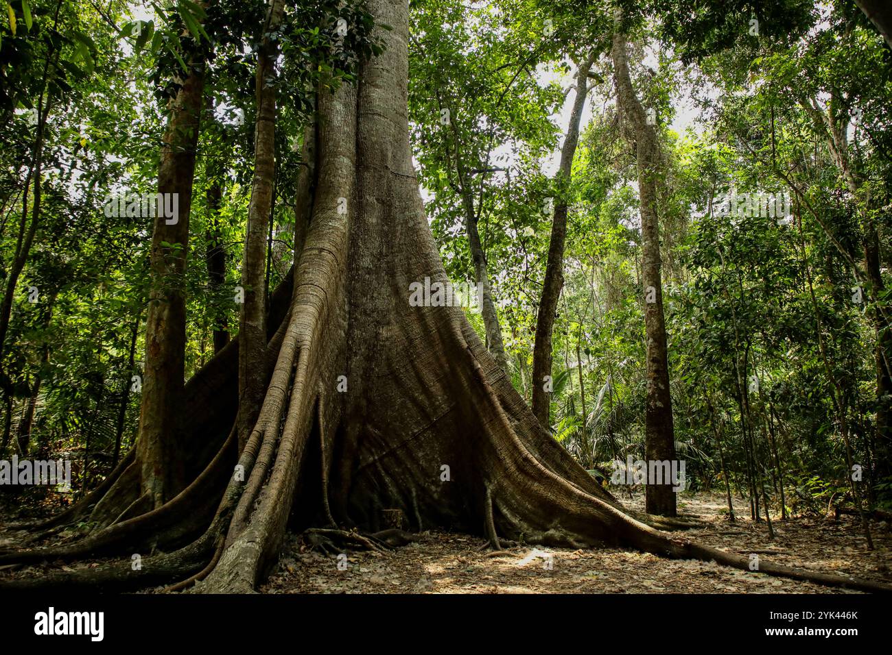 A giant kapok tree (known as the 'tree of life' by the indigenous ...