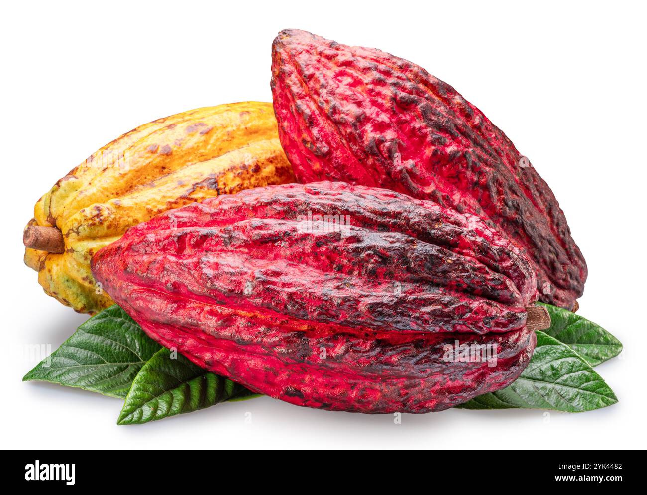 Cocoa fruits or cocoa pods over green leaves isolated on white ...
