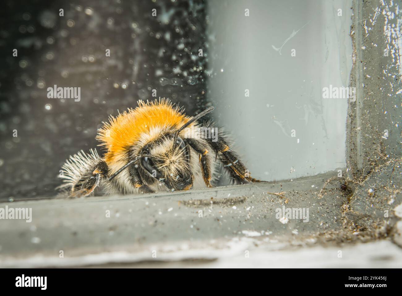 Exhausted bumblebee hi-res stock photography and images - Alamy