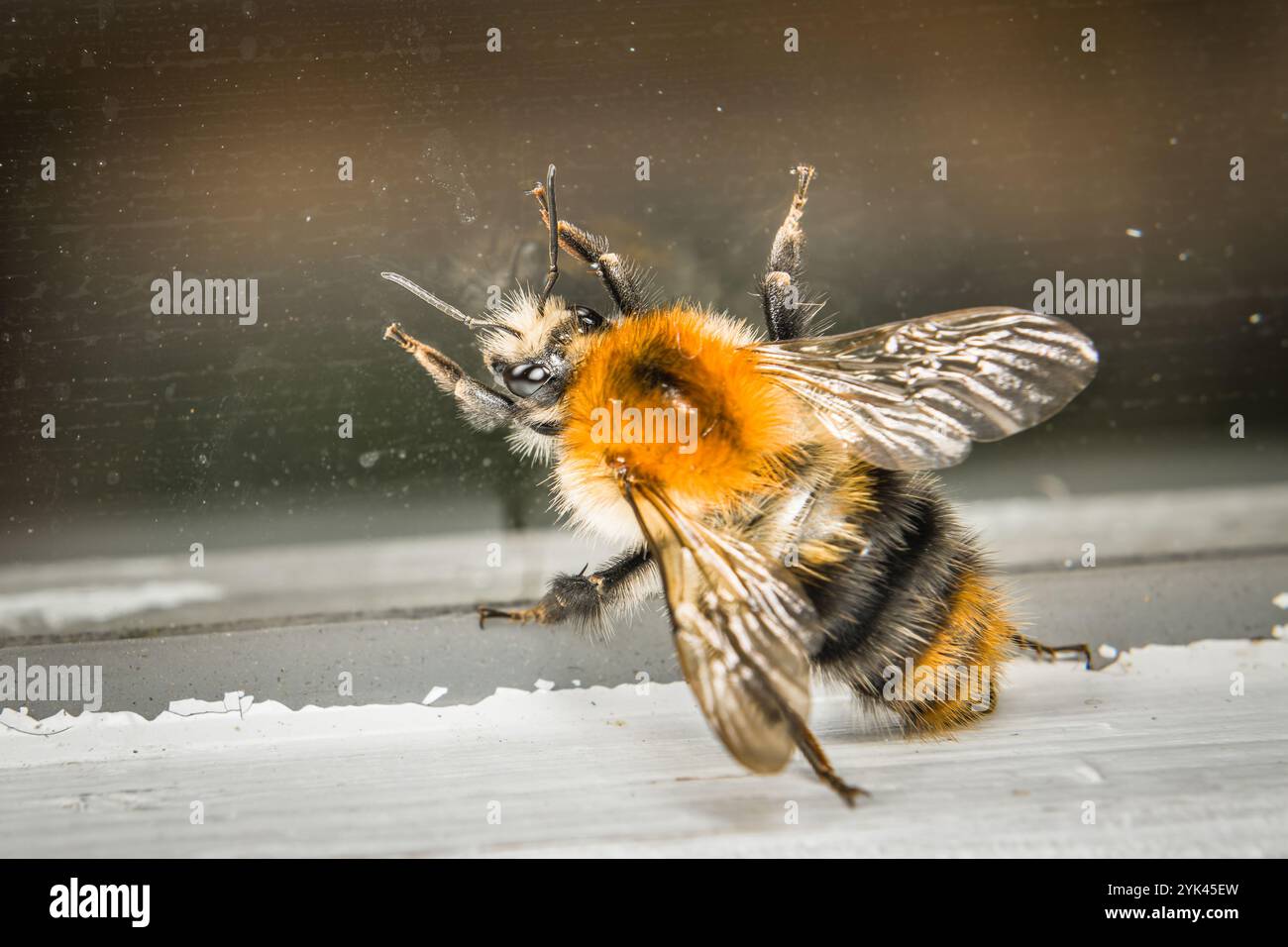 Exhausted bumblebee hi-res stock photography and images - Alamy