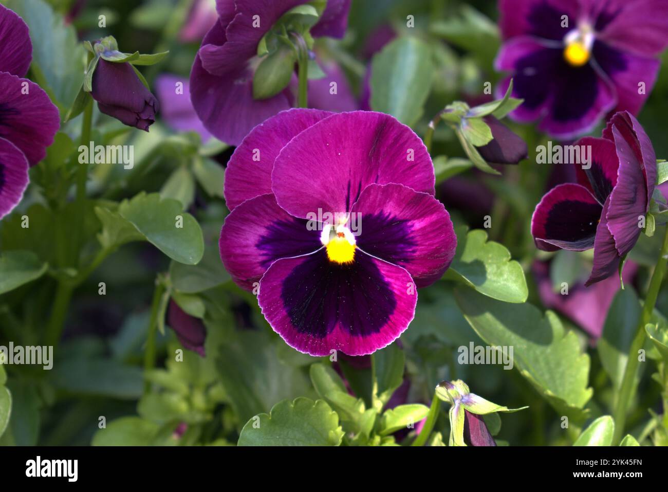 Purple pansy flowers in garden bed Stock Photo - Alamy