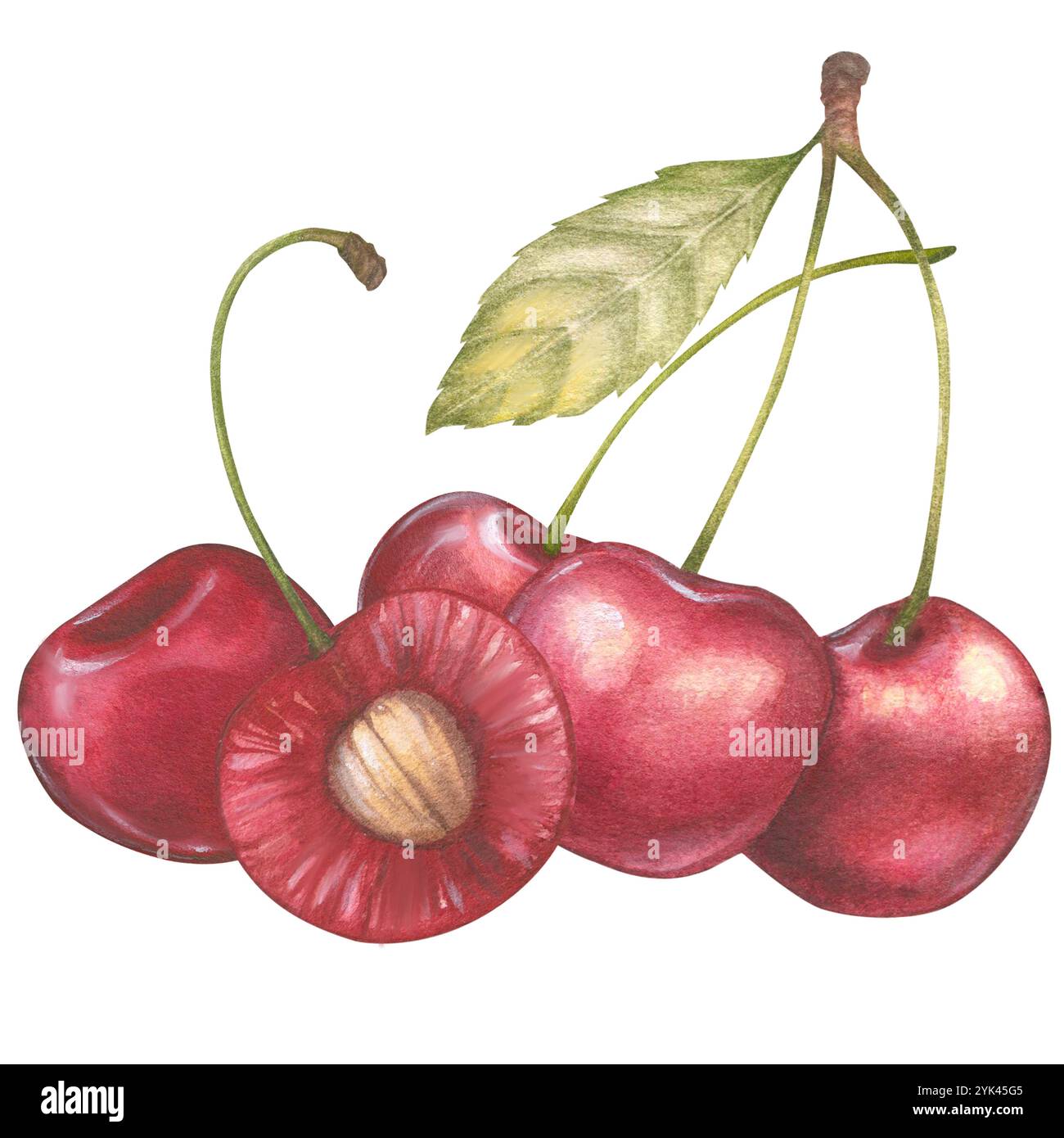 Watercolor illustration of a cherry or sweet cherry on a branch with a ...